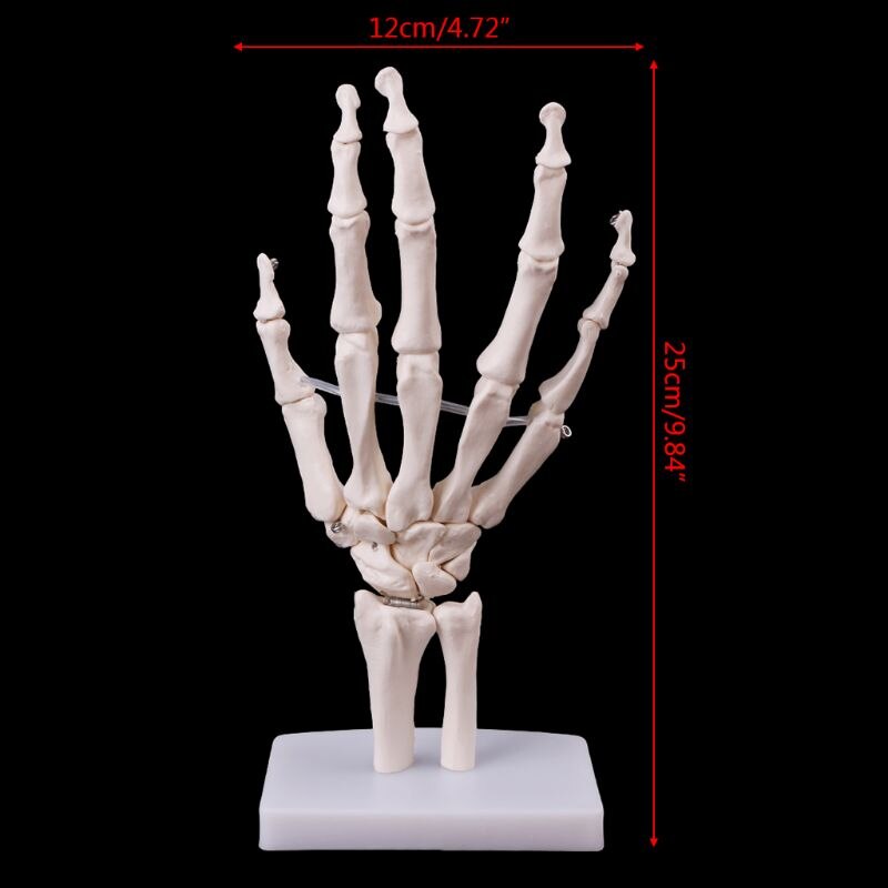 Hand Gezamenlijke Anatomisch Skelet Model Menselij... – Grandado