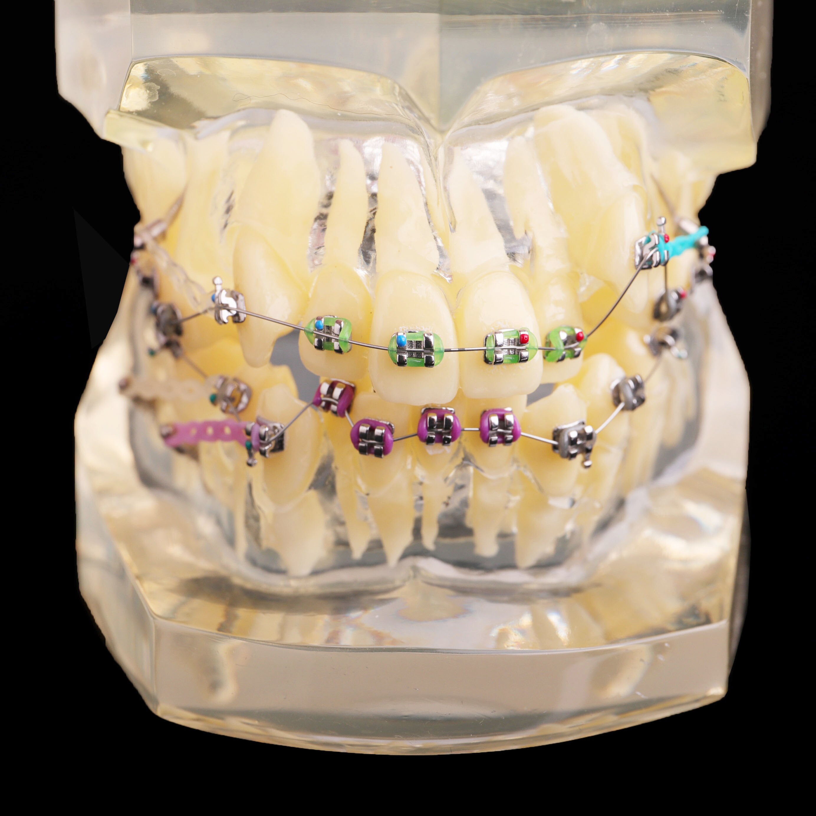 Dental Teeth Model M3005-3 Hinged Upper and Lower ... – Grandado