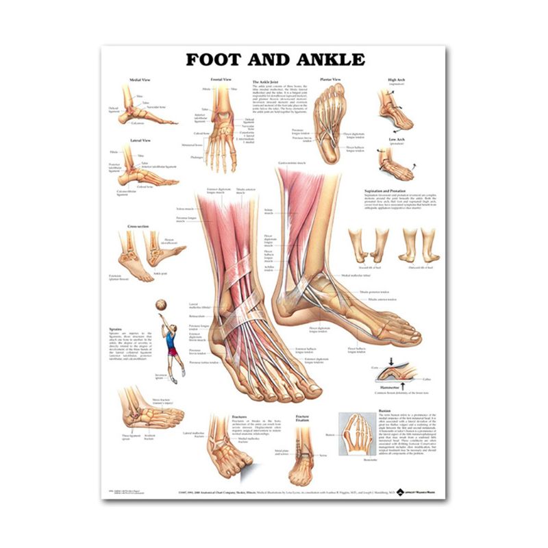 Muscular & Skeletal System Anatomical Poster S... – Vicedeal Muscular & Skeletal System Anatomical Poster S... – Vicedeal