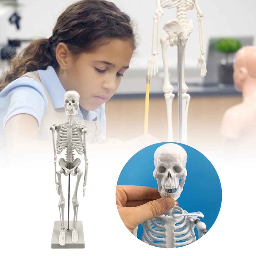 45Cm Menselijk Skelet Model Anatomisch Skelet Mode... – Vicedeal