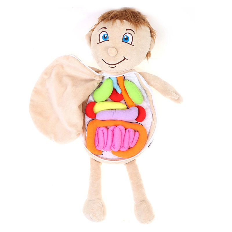 Model Anatomy Doll Human Torso Body Model Anatomy ... – Vicedeal