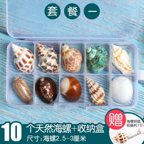 Natuurlijke Shell Schelp Exemplaren Populaire Wete... – Vicedeal