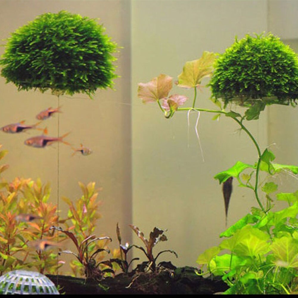 Dia. 5cm Moss Ball Filter Decor Fish Tank DIY Live... – Grandado