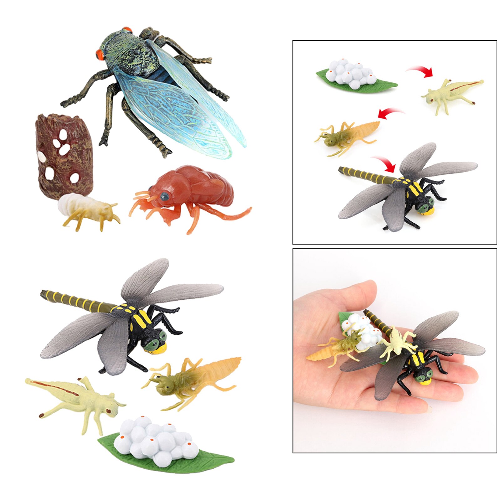 2 Set Nature Insect Cicada and Dragonfly Life Cycl... – Vicedeal