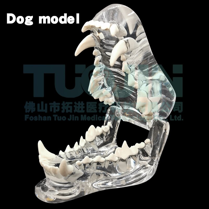 Cat Tooth Model Dog Teeth Model Canine Dentistry M... – Grandado