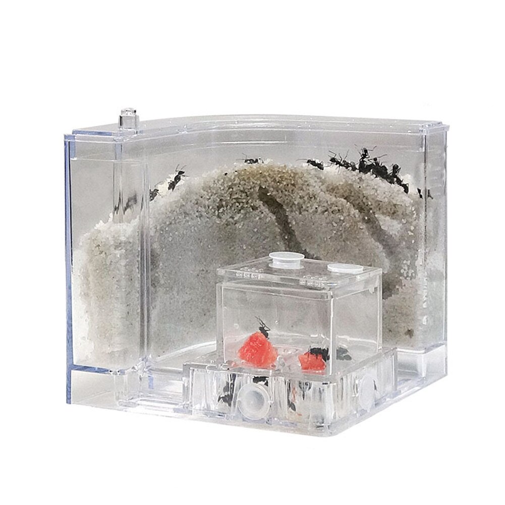 Farm Ecological Ant House Set Cage Plastic DIY Wor... – Vicedeal