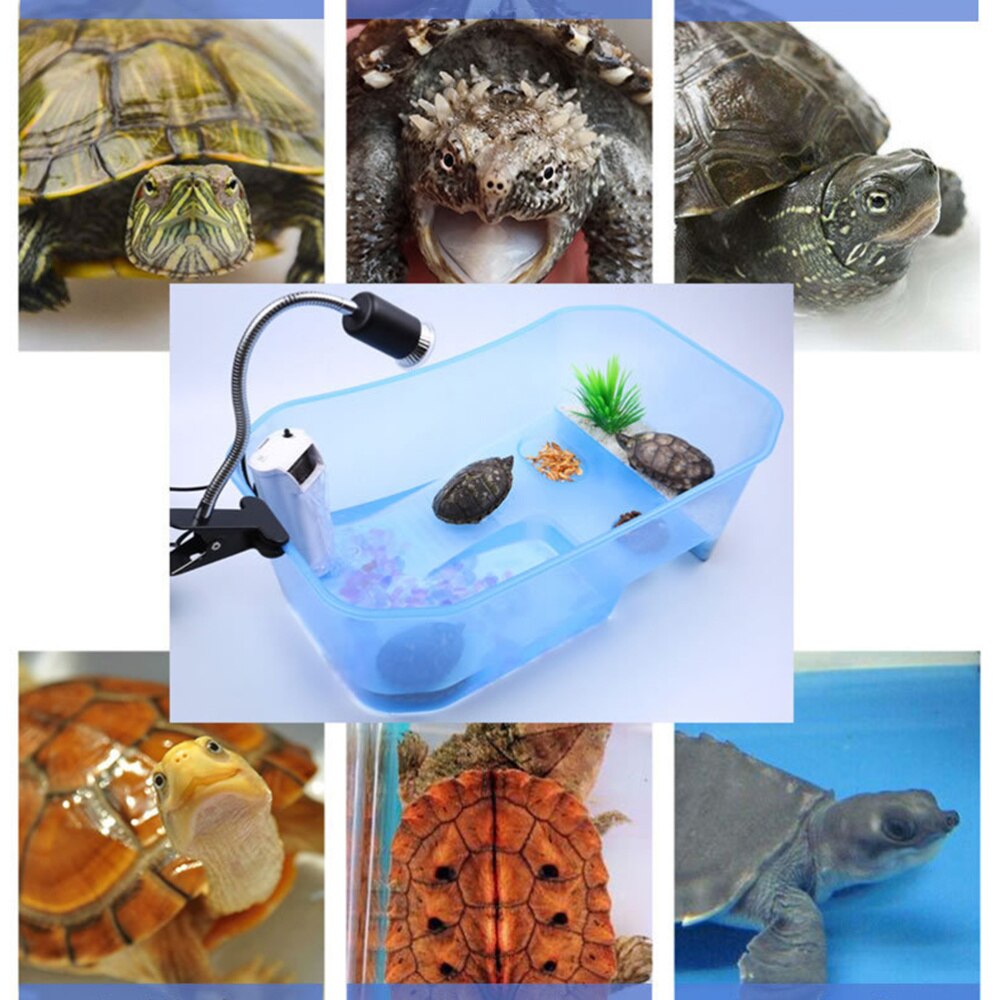 Tortuga reptil tanque hábitat reptil acuario tanqu... – Grandado