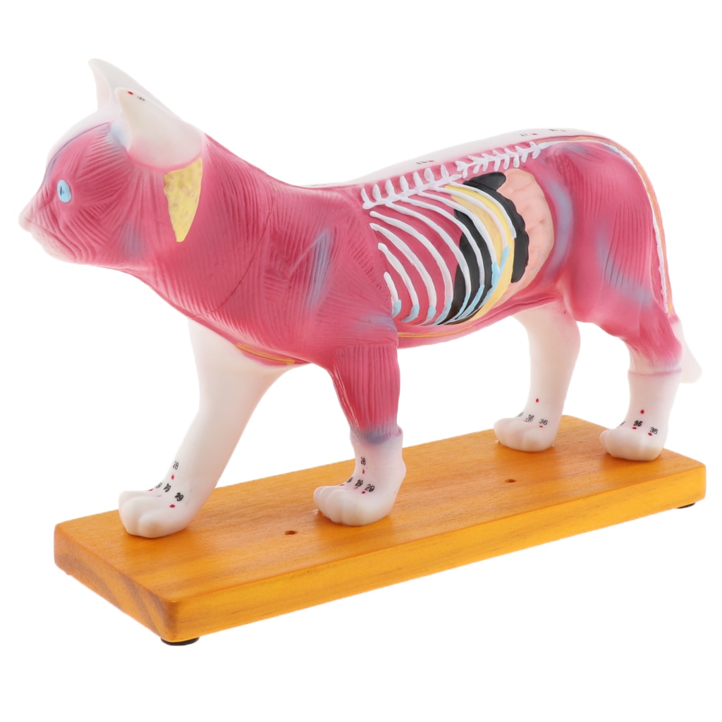 4D Vision Kat Anatomie Model, Levensgrote 36 Acupu... – Grandado