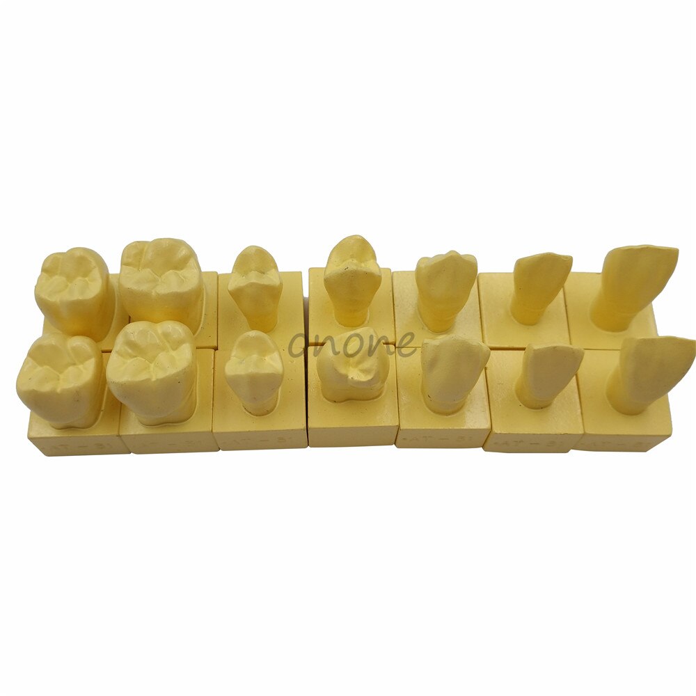 Modelo de dientes permanentes con Base Dental, die... – Grandado