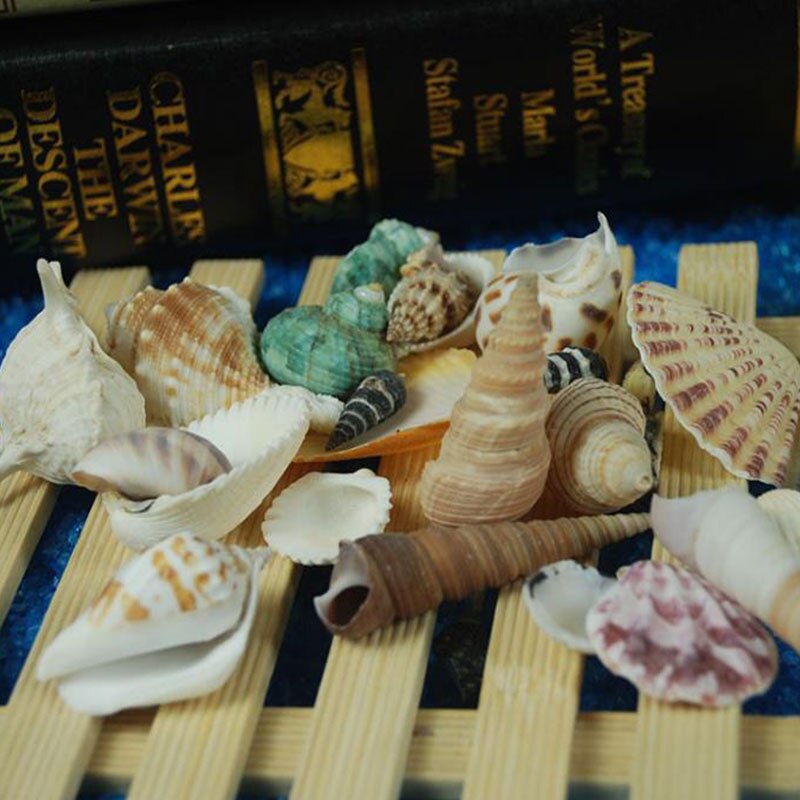 Mixed Ocean Sea shells Wedding Decor Beach Theme P... – Grandado