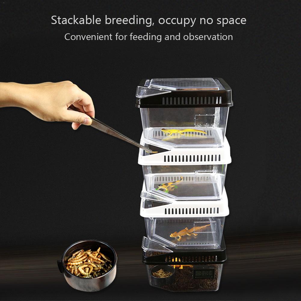 pp Reptile Living Box Snake Spider Lizard Beetle I... – Grandado
