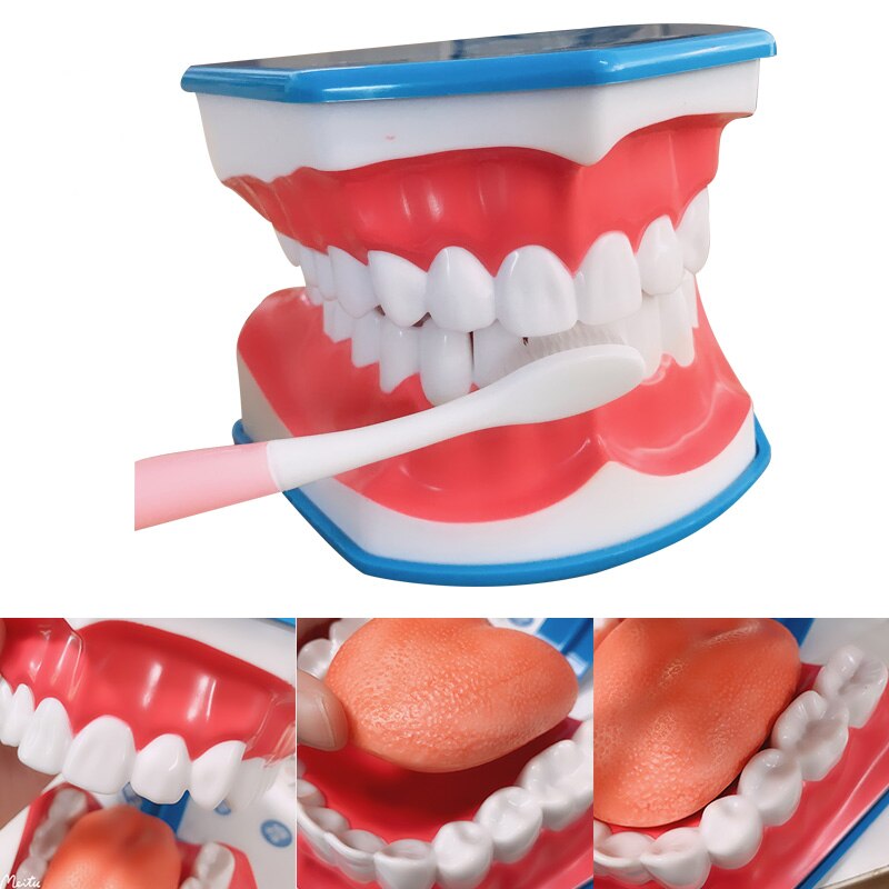 Dental Model Teeth Teaching Model Tooth model For ... – Grandado
