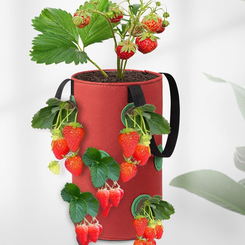 Multi-mouth Strawberry Bag Hanging Strawberry Plan... – Grandado