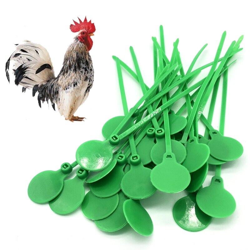 100 Pcs Poultry Identity Plate Tie Chicken Foot St... – Vicedeal