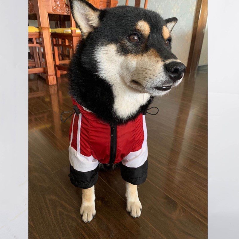 Inu Shiba Windbreaker Dog Outdoor Jacket Waterproo... – Grandado