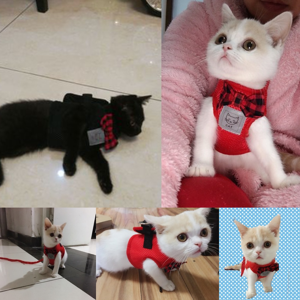 Mesh Bowtie Cat Harness and Leash Small Cat Walkin... – Grandado
