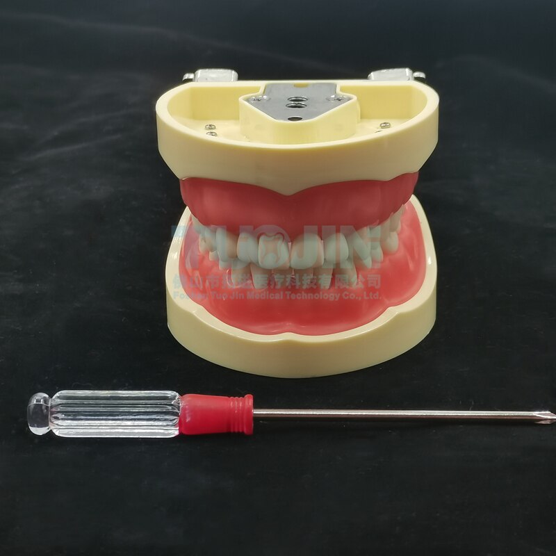 Dental Model Teeth Model Dentist Study Teaching Mo... – Grandado