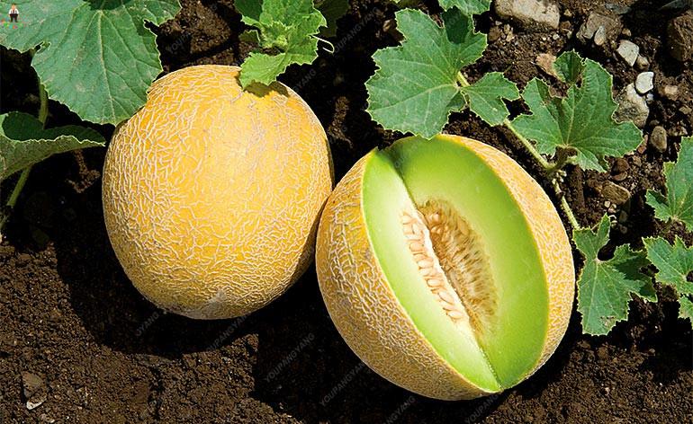 Fresh 20pcs Cantaloupe Melon plantas Bonsais delic... – Vicedeal