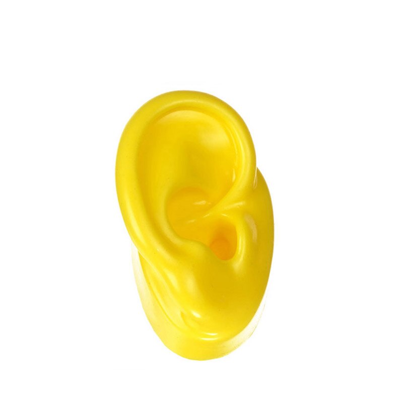 Silicone Ear Model Human Artificial Ear Display fo... – Grandado
