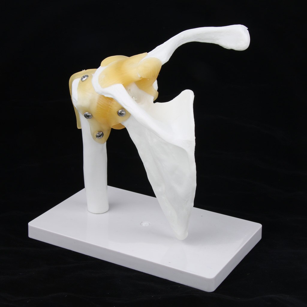 1:1 Life Size Functional Human Shoulder Joint Liga... – Grandado