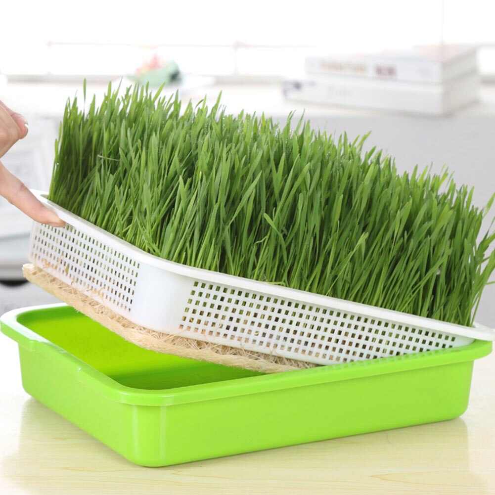 1PC Seed Sprouter Tray Bean Sprout Grower Germinat... – Grandado