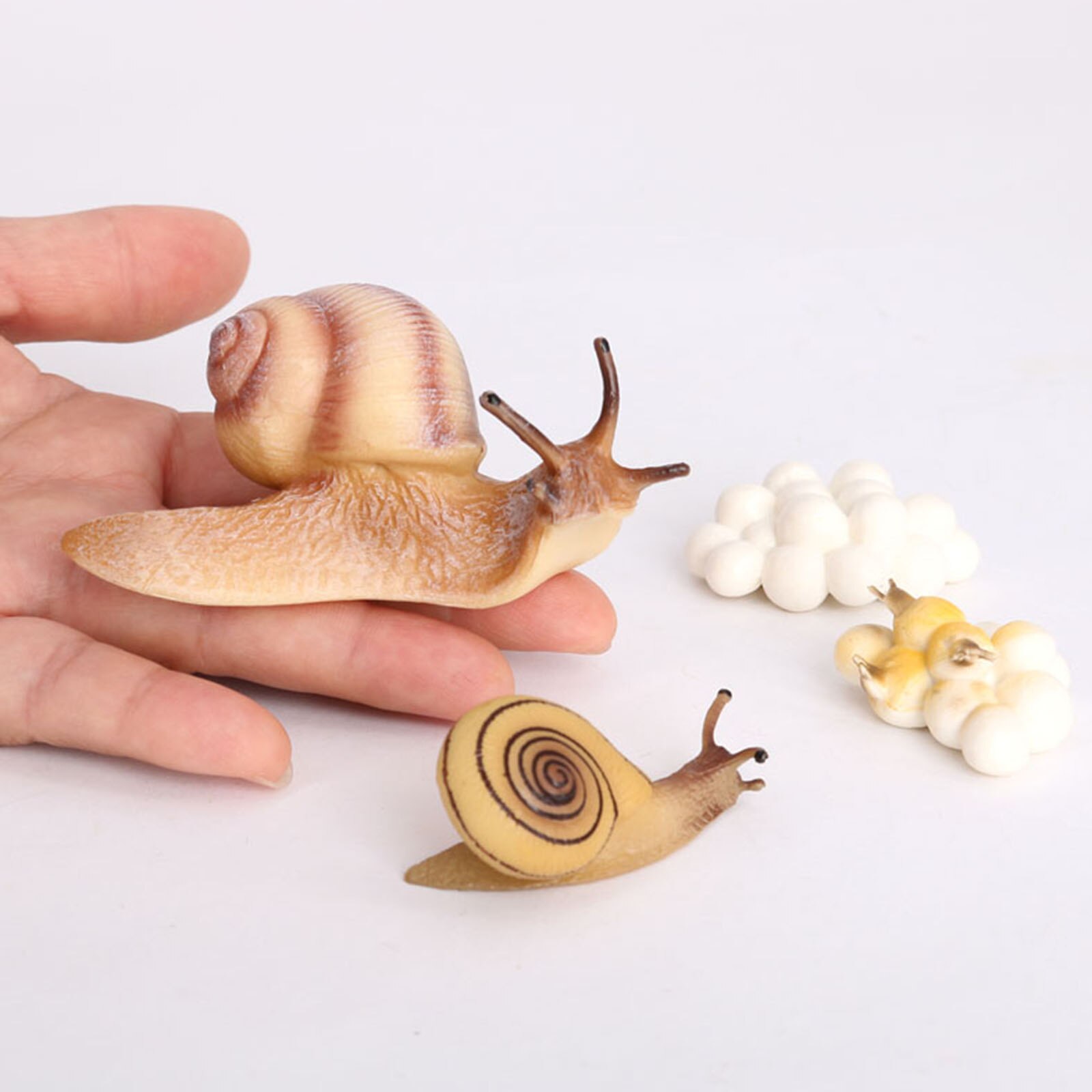 Growth Cycle Life Cycle of Snail Insects Figure Mo... – Grandado Growth Cycle Life Cycle of Snail Insects Figure Mo... – Grandado