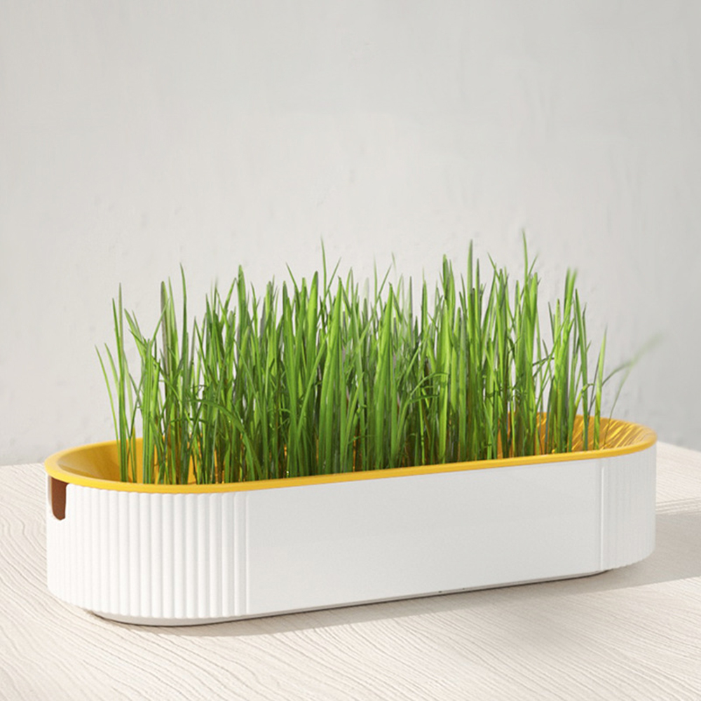 Pet Cat Sprout Dish Growing Pot Hydroponic Plant C... – Grandado