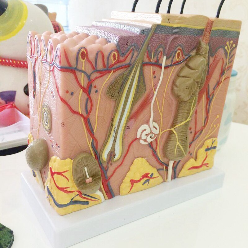 Skin Model, 35X Skin and Hair Structure Enlarge Mo... – Grandado