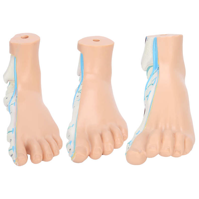 Foot Model Human Foot Palm Muscle Model Arch Foot ... – Grandado