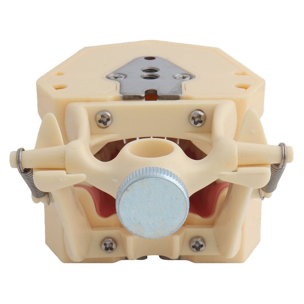 Dental Model Teeth Model Fit Frasaco Dental Teachi... – Grandado