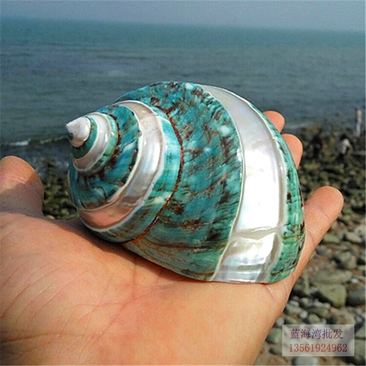 Natuurlijke Schelp Super Grote Groene Slak Grote G... – Vicedeal