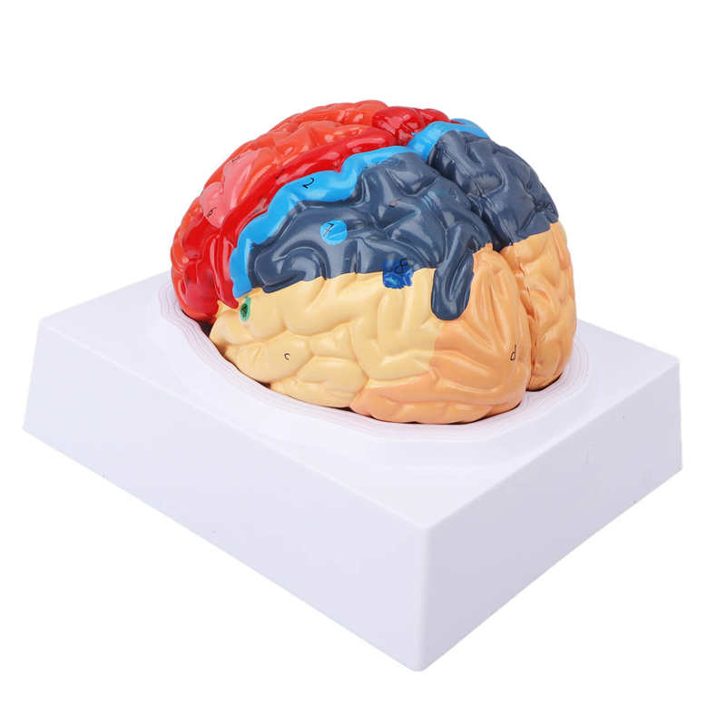 Human Brain Anatomisch Model Anatomisch Brain Gemo... – Grandado