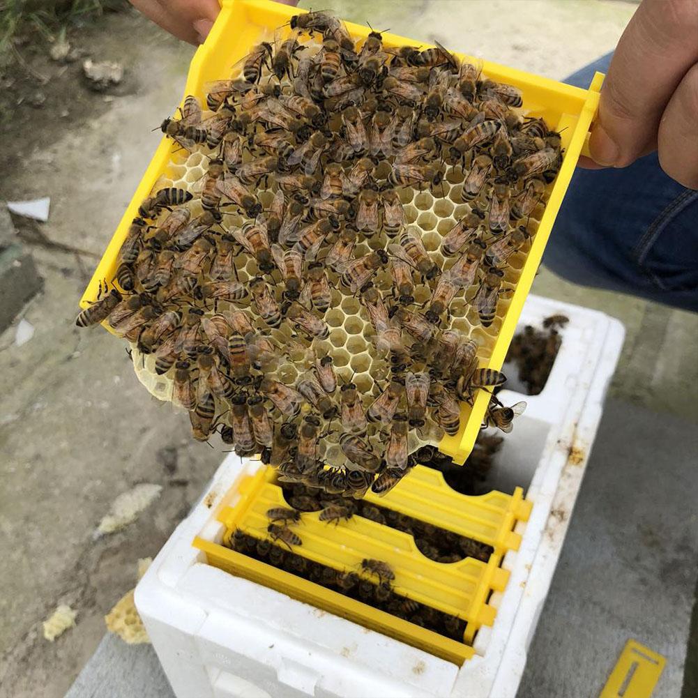 Beekeeping Queen Breeding Rearing Box Mini Mating ... – Grandado
