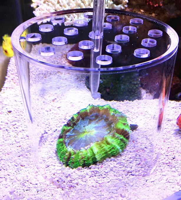 Marine Sources Aquarium LPS coral feeder cover pro... – Grandado