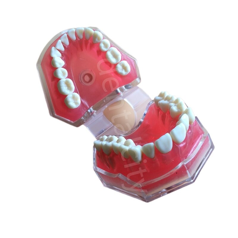 Dental Study Teaching teeth Model Standard Model R... – Grandado