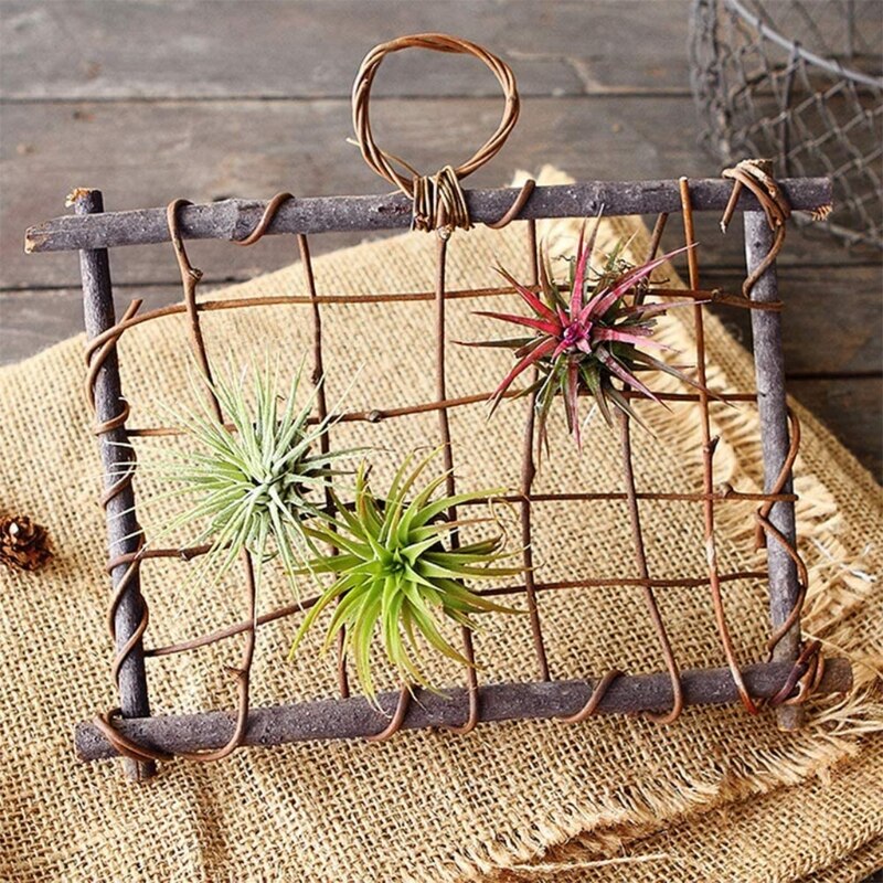 Rustic Style Air Plant Frame Holder Air Plant Ratt... – Grandado