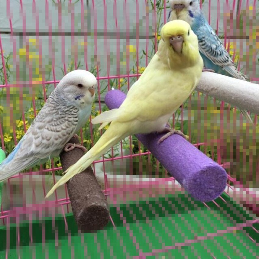Bird Cage Parrot Perches Stand Paw Grinding Statio... – Vicedeal