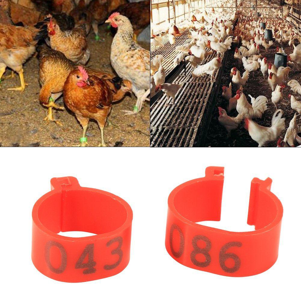 Adeeing 100Pcs Open-ended Foot Rings for Chicken D... – Grandado