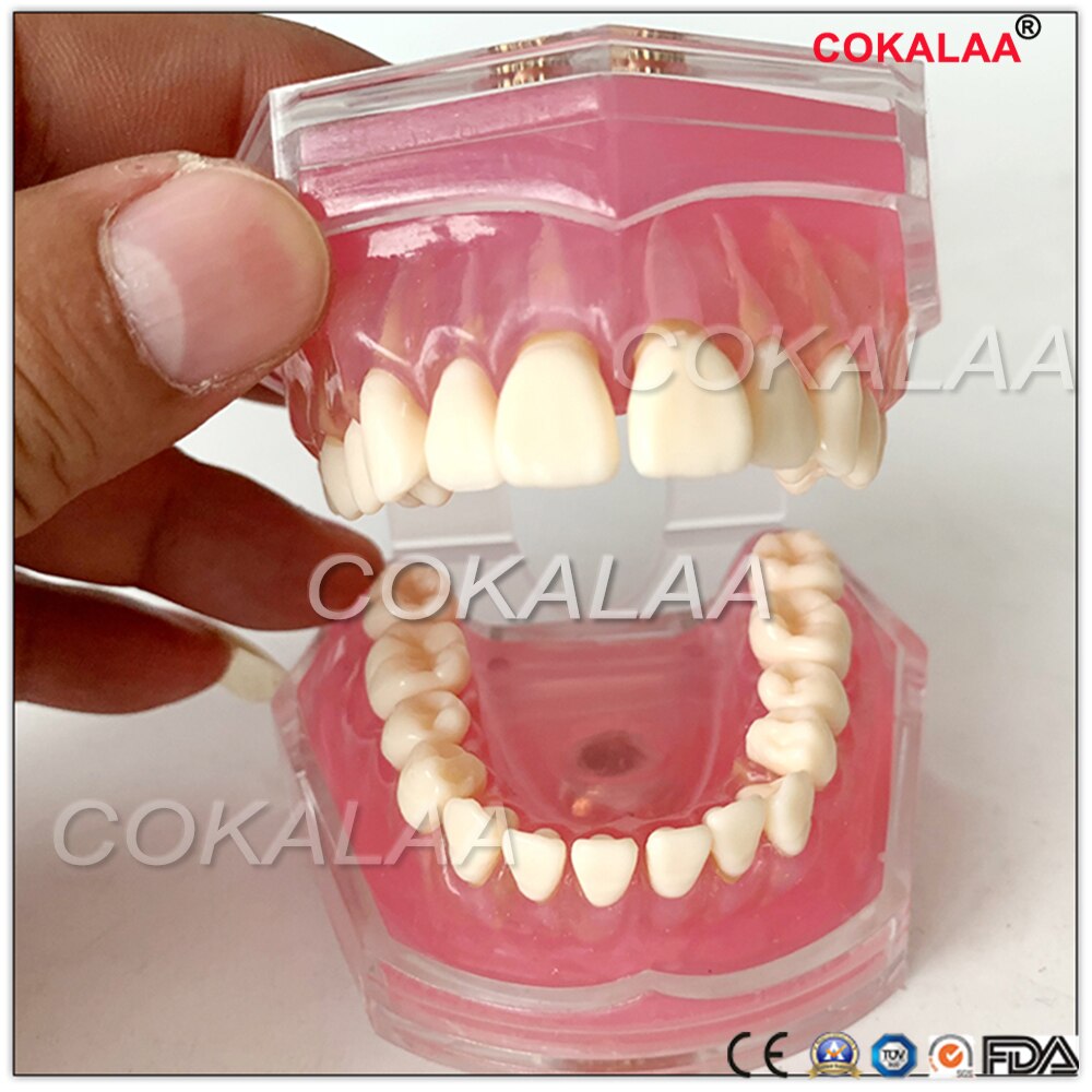 Dental Study Teaching Model Standard Model Removab... – Grandado