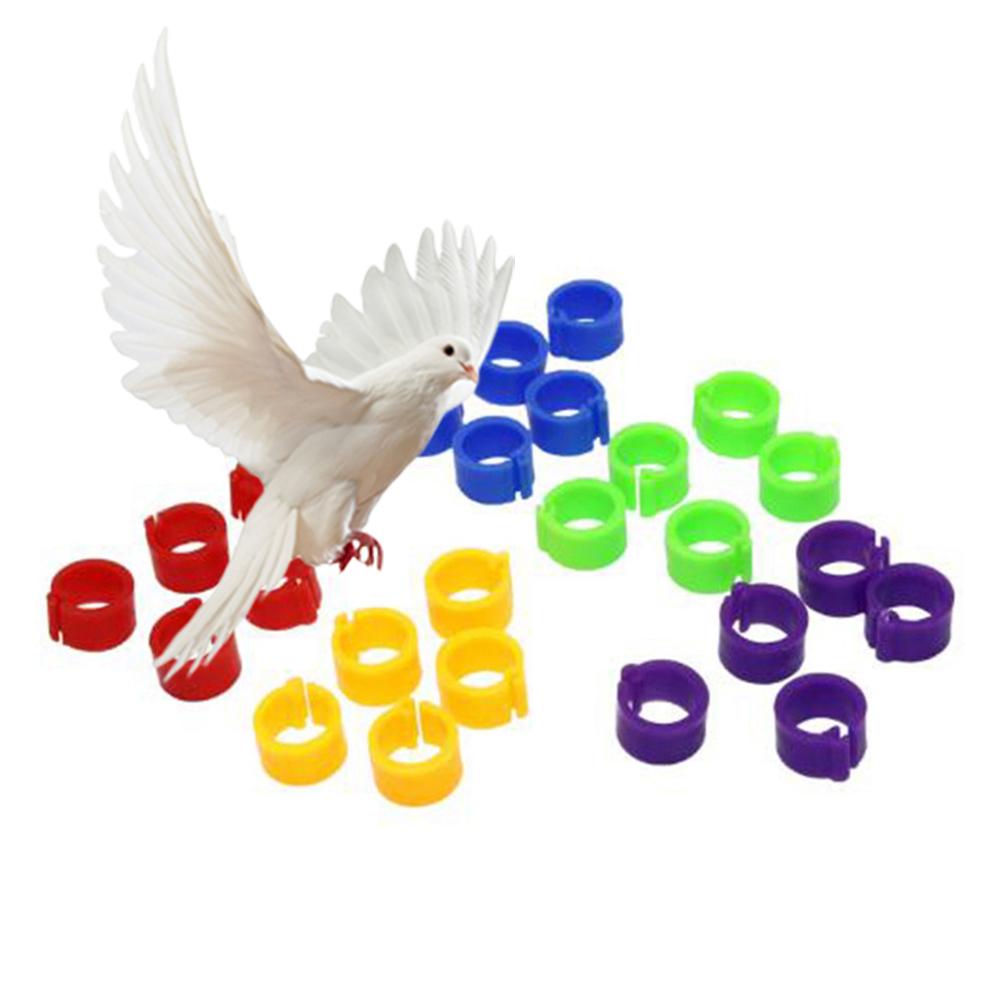 100Pcs Plastic Birds Poultry Duck Pigeons Dove Par... – Grandado