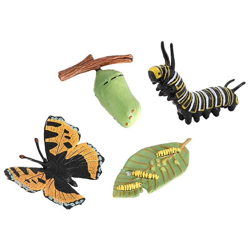 Life Cycle Of A Butterfly,Insects Life Cycles Grow... – Grandado