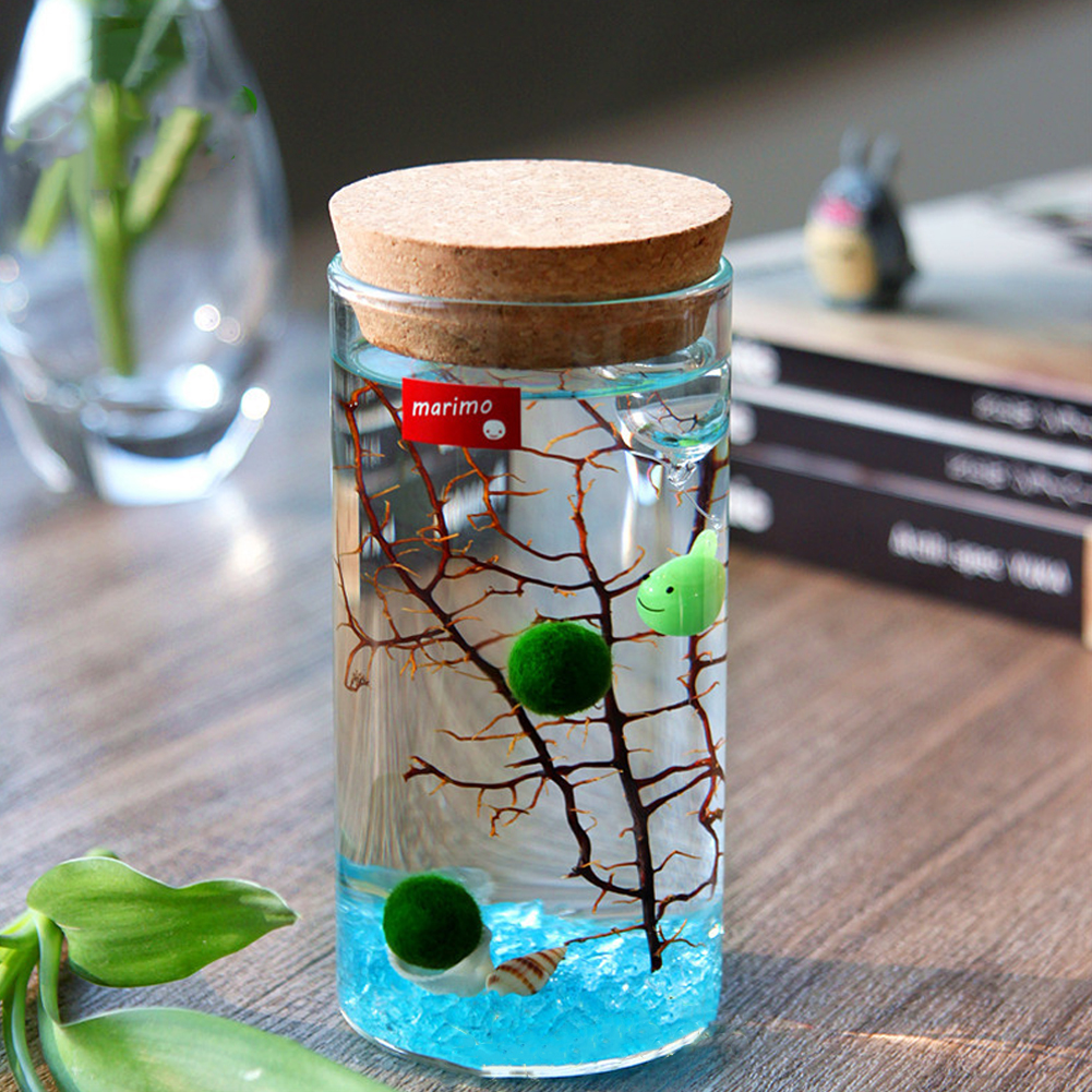 15cm Glass Bottle Jar Hydroponic Terrarium Contain... – Grandado