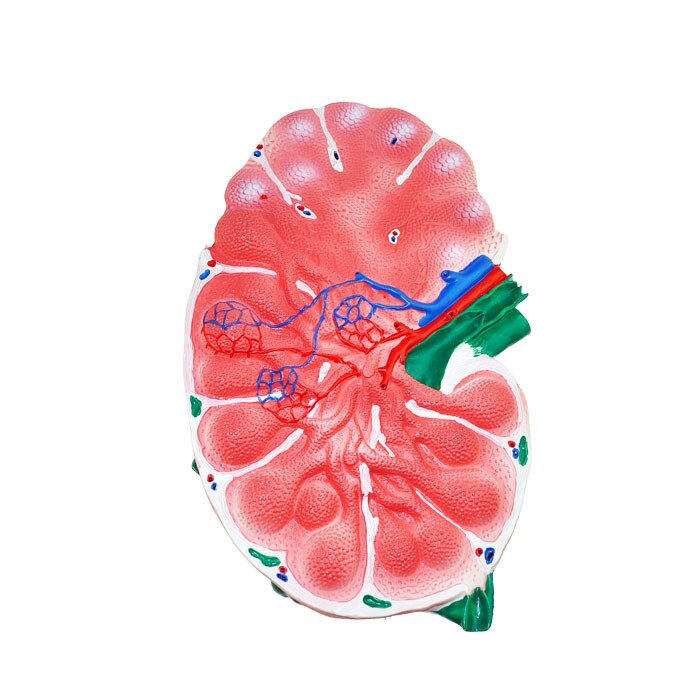 Lymphonodus Vergrootglas Model Menselijk Realistis... – Vicedeal