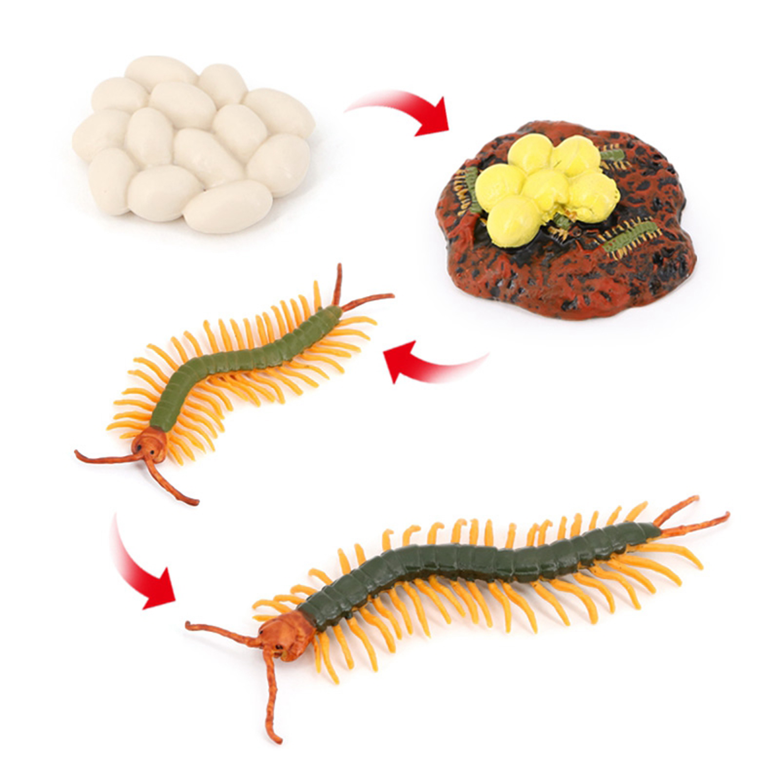 Life Cycle of a Centipede，Nature Insects Life Cycl... – Vicedeal