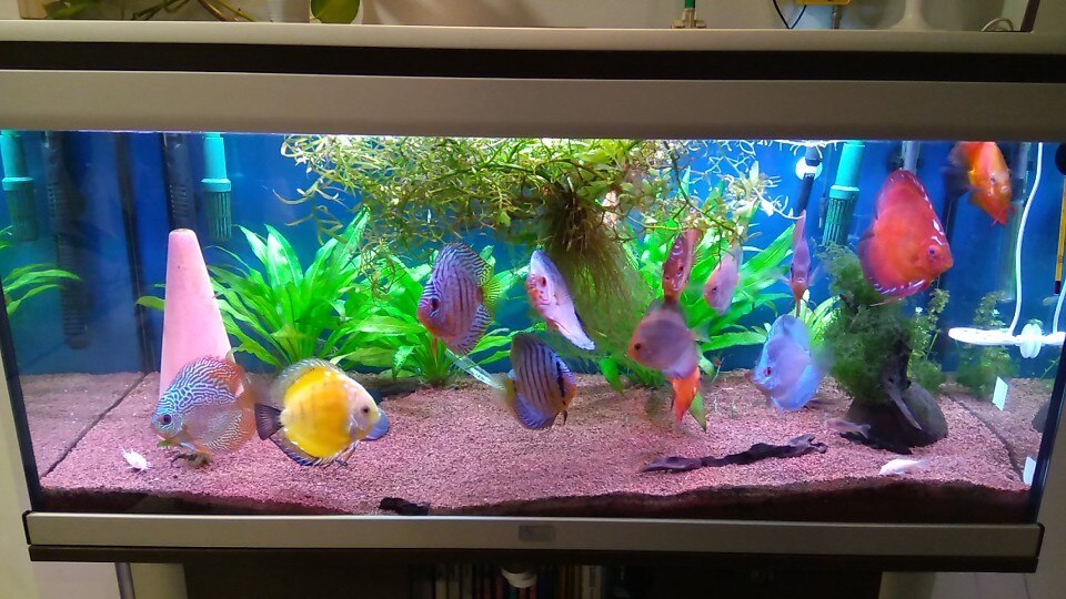 Ceramic Spawning Breed Cone For Discus Fish And An... – Grandado