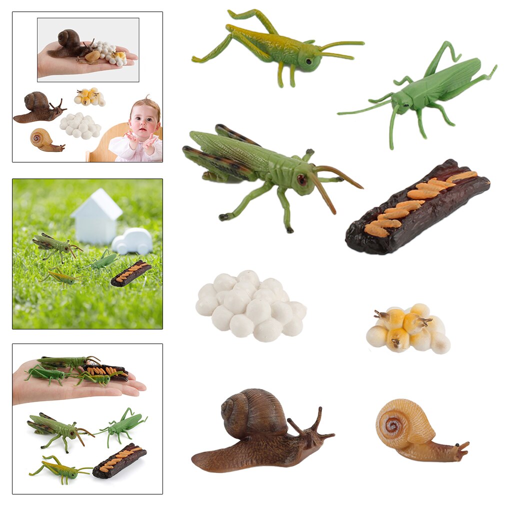 Grasshopper / Snail Insects Growth Life Cycle Fifu... – Vicedeal