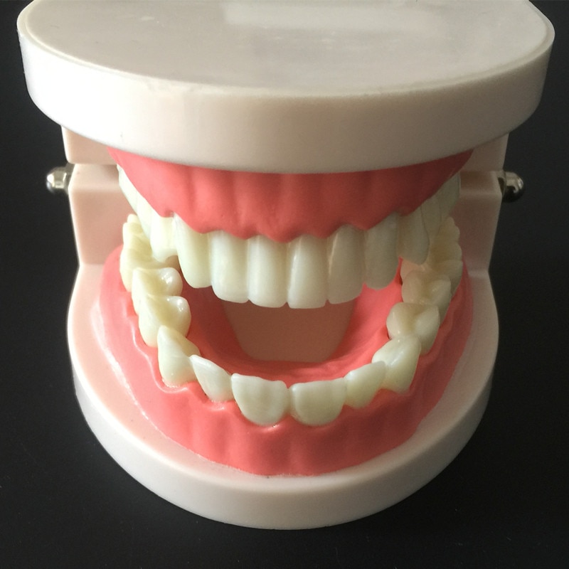 Dental lab Teeth Model, white teeth Denture show, ... – Vicedeal