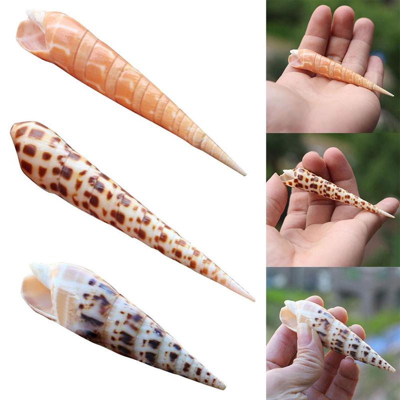 Small Large Rainbow Abalone Shell Charm Beach Seas... – Grandado