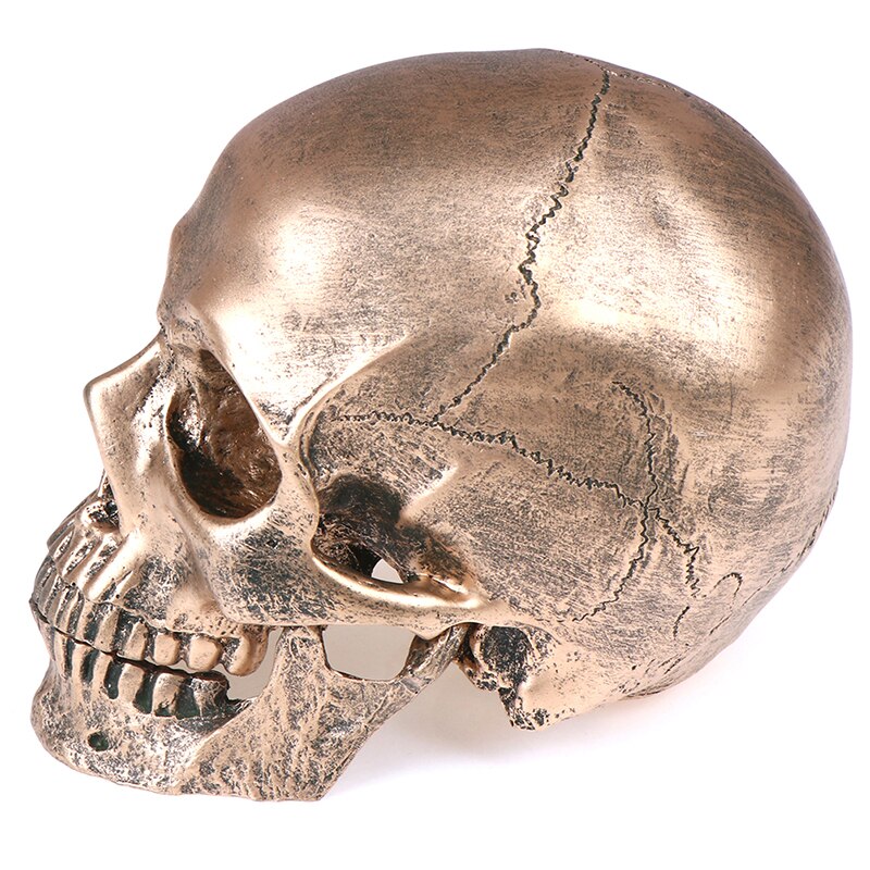 Bronze Resin Skull Model Painting Model Sculpture ... – Vicedeal