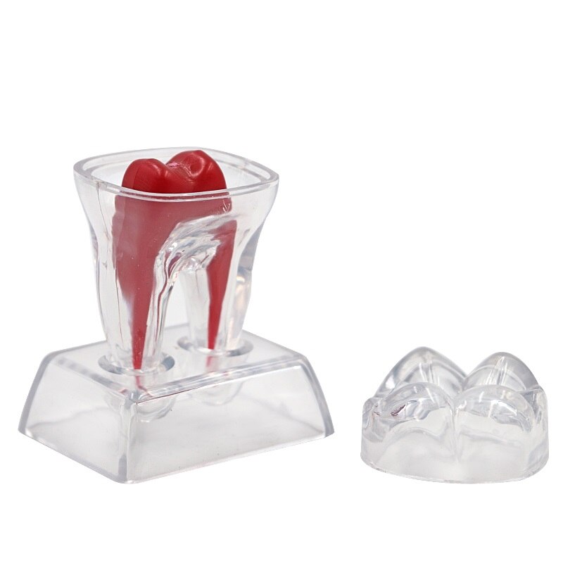 2pcs Dental Detachable Base Teeth Model Plastic Ha... – Vicedeal